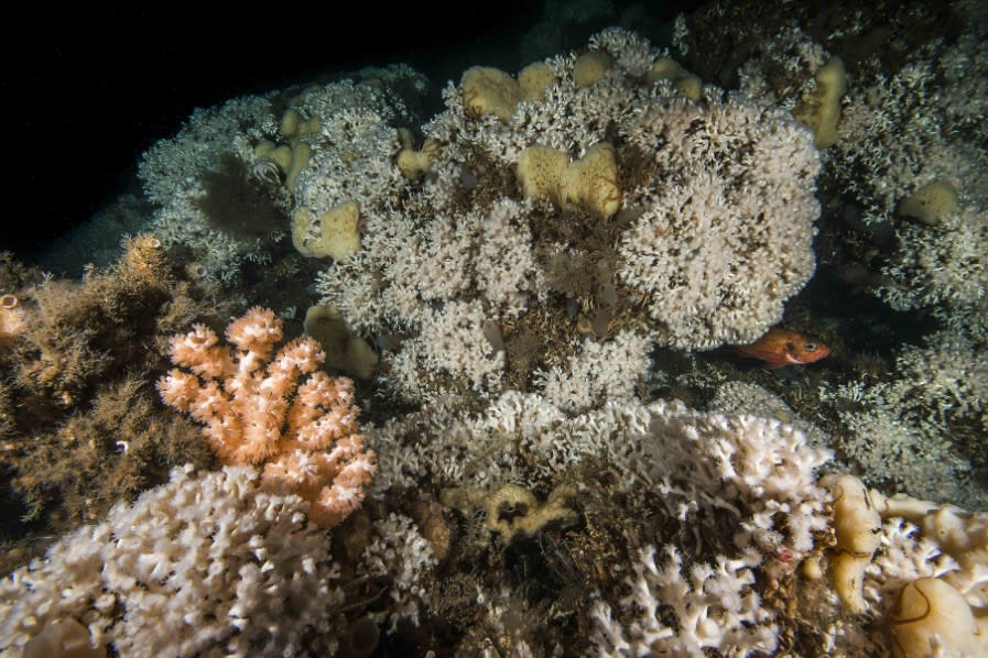 Ber fritidsfiskere om hjelp: Frykter mer ødeleggelse av unike koraller ...