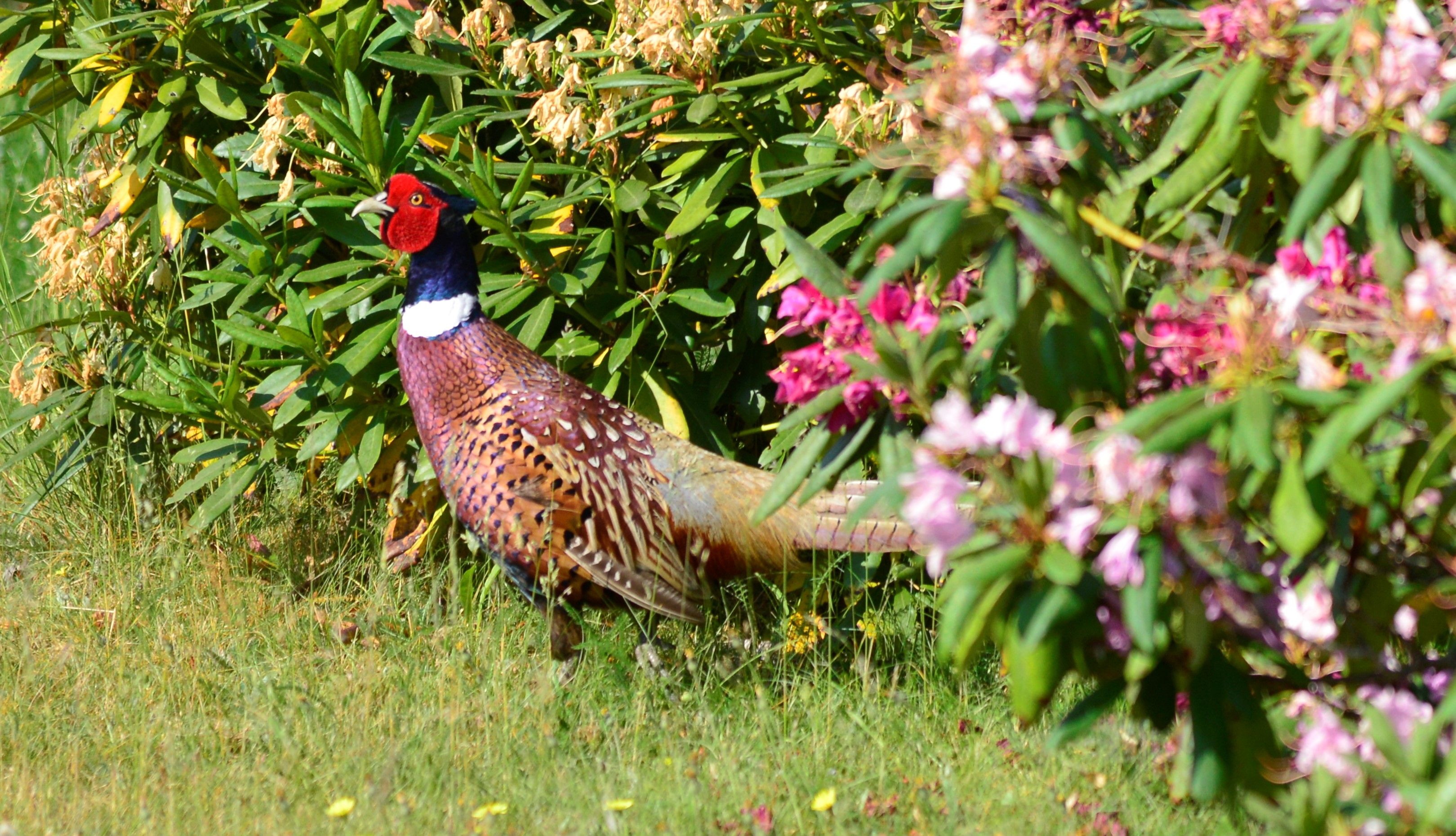 Fy fasan:– Den er vakker, men er en liten jævel - lp.no