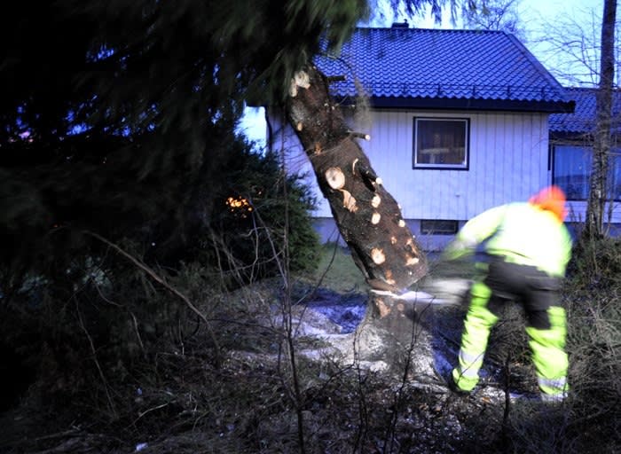 Kommunen leter etter årets julegran - s-n.no