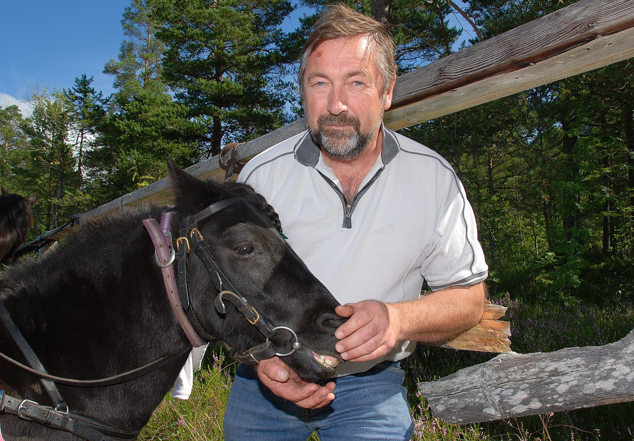 Missekonkurranse for hester