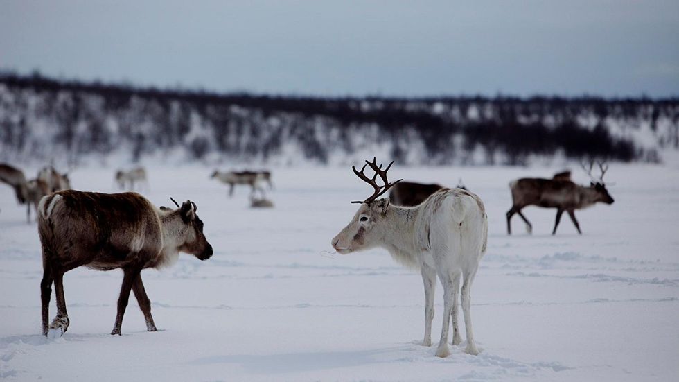 Norge og Finland enige om gjerde for reinsdyr - itromso.no