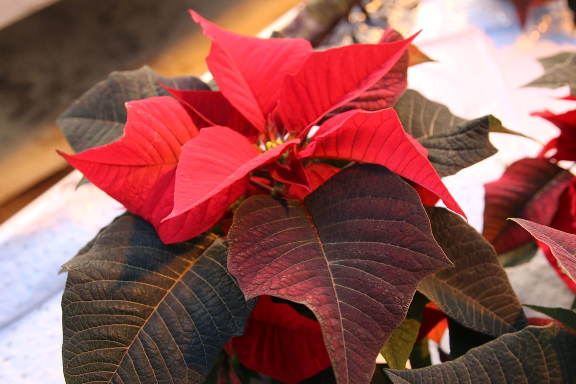 Fortsatt en svært populær juleblomst - l-a.no