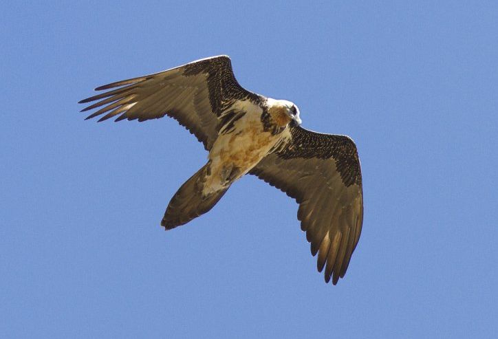 Gribb på langtur langs norskekysten - smp.no