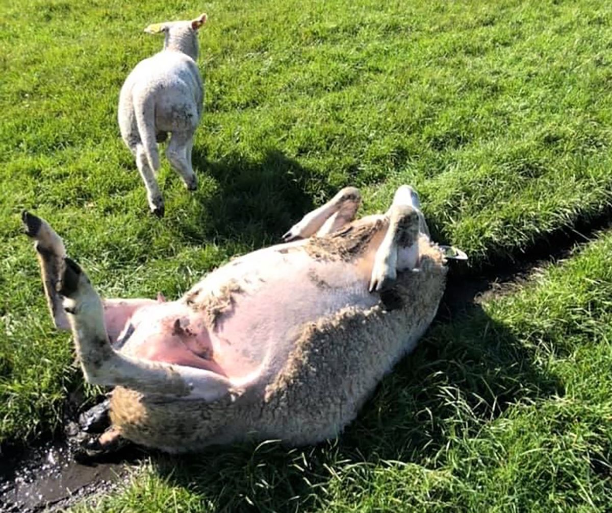 Dette må du gjere om du ser ein sau som ligg på rygg - stord24.no