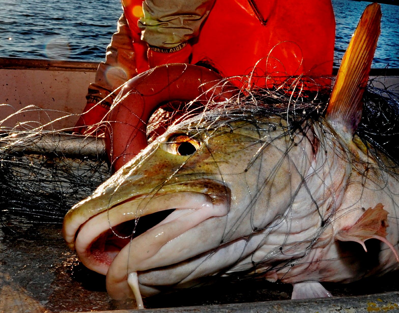 Ålesund: Sjekket gift­stoff i fisk - smp.no