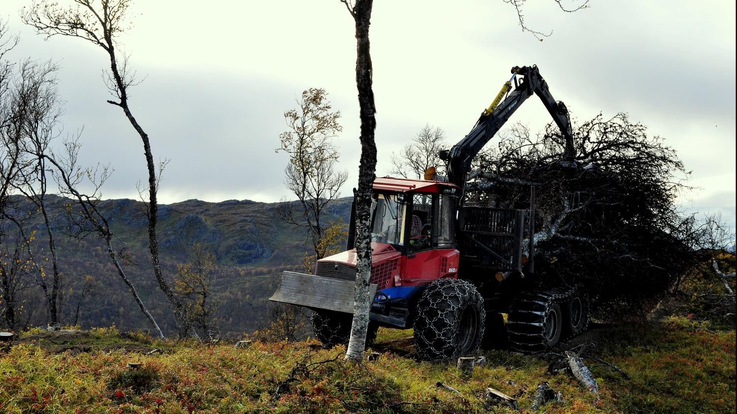 Rydder bort skog - ht.no