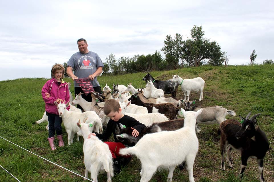 Geiter på sommerferie - kulingen.no