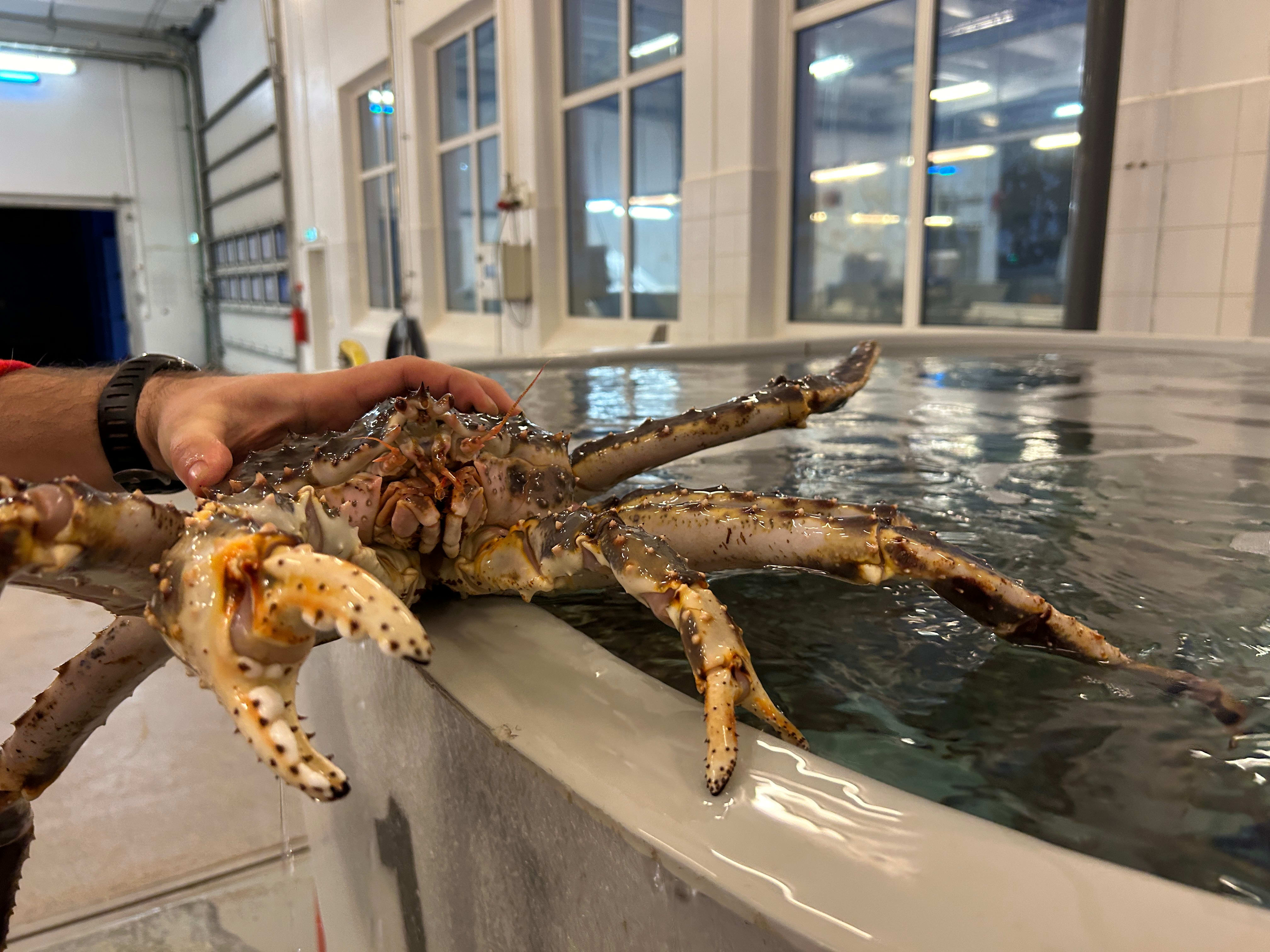 Får vente med å hente krabbebruket - kystogfjord.no