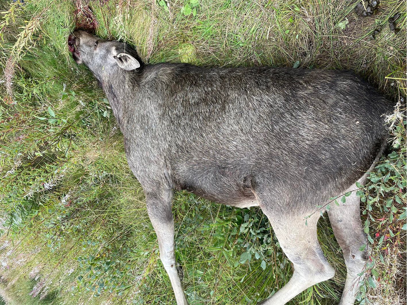 Elg trolig skutt fra bil: – Jeg blir litt forbanna - fvn.no