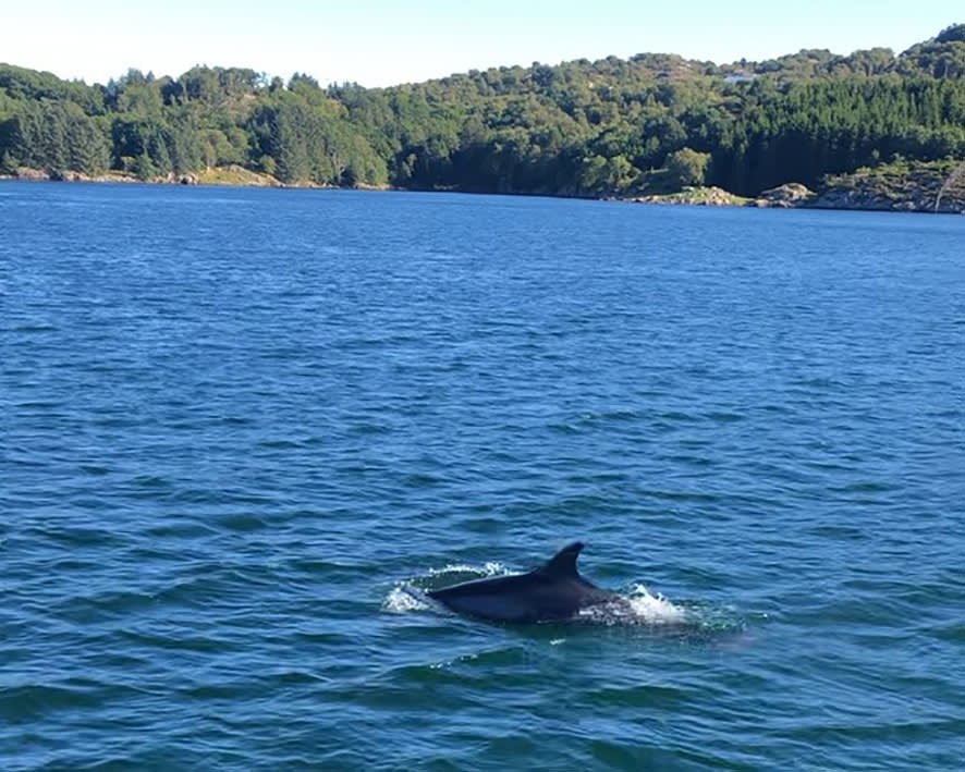 Delfin svømte inntil båten - lister24.no