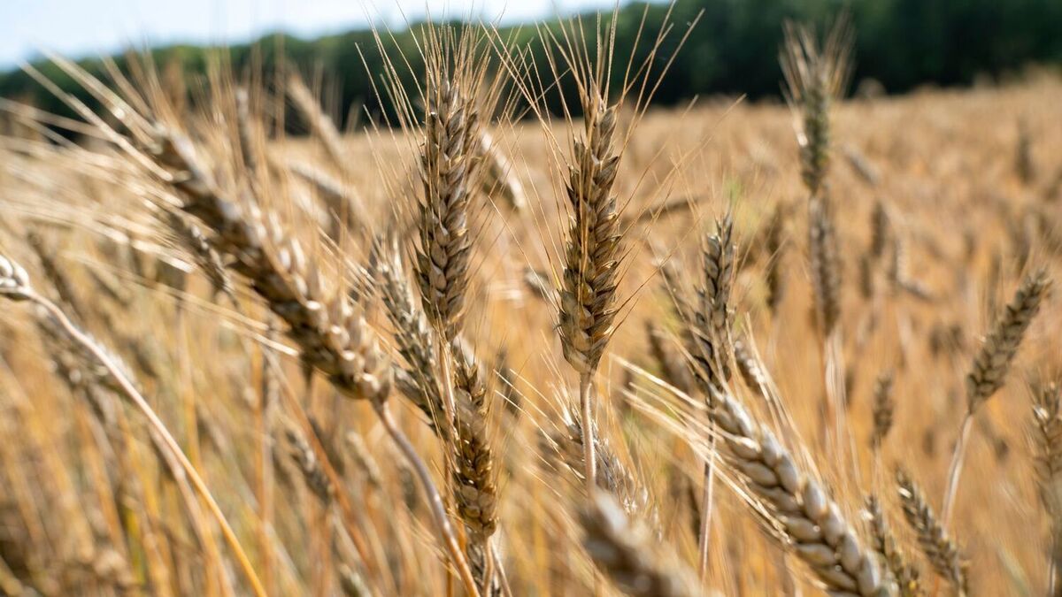 Flere mener det er viktig å produsere egen mat i Norge - l-a.no