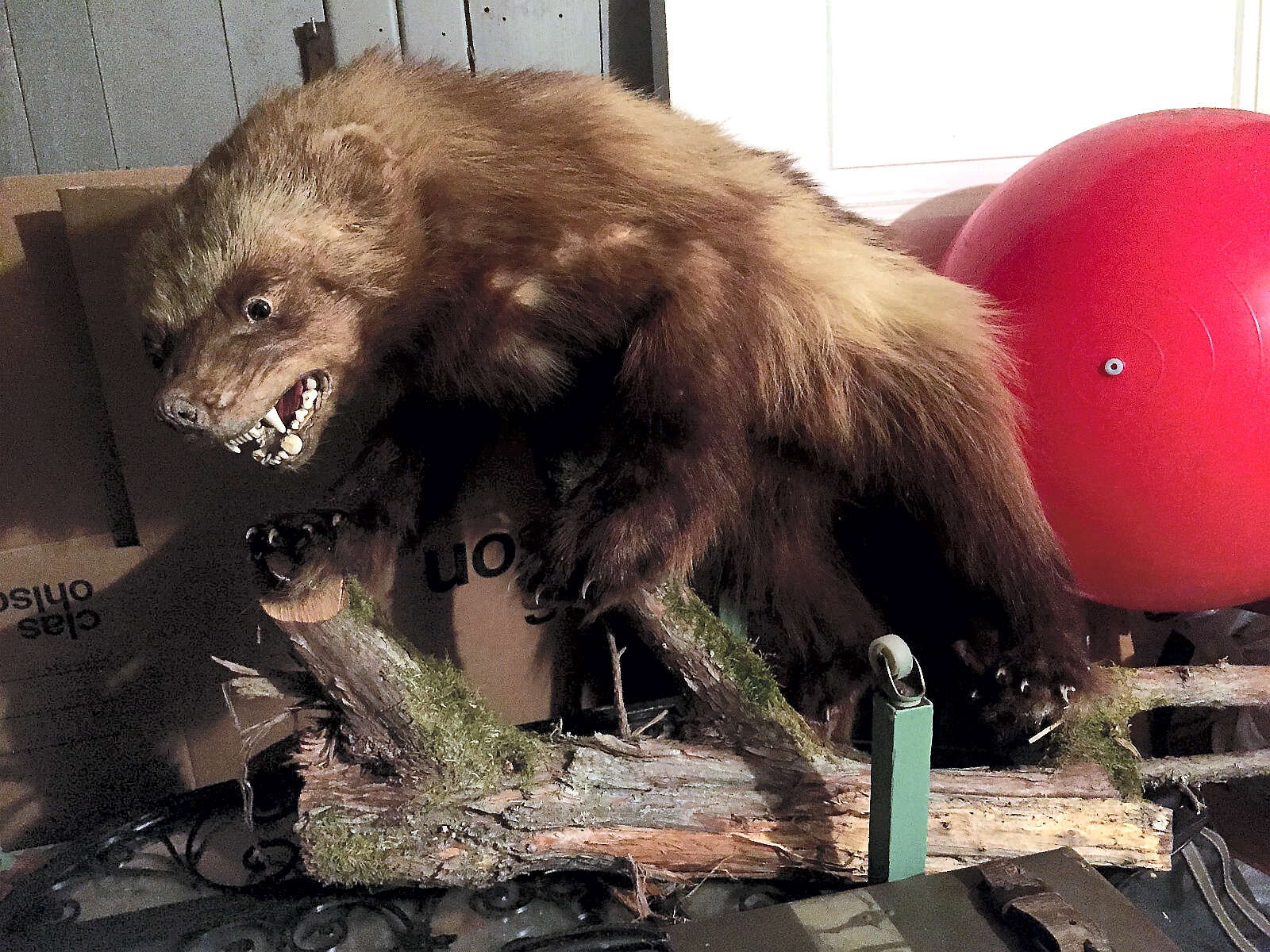 Nå har Svaberget kjøpt en jerv - gat.no