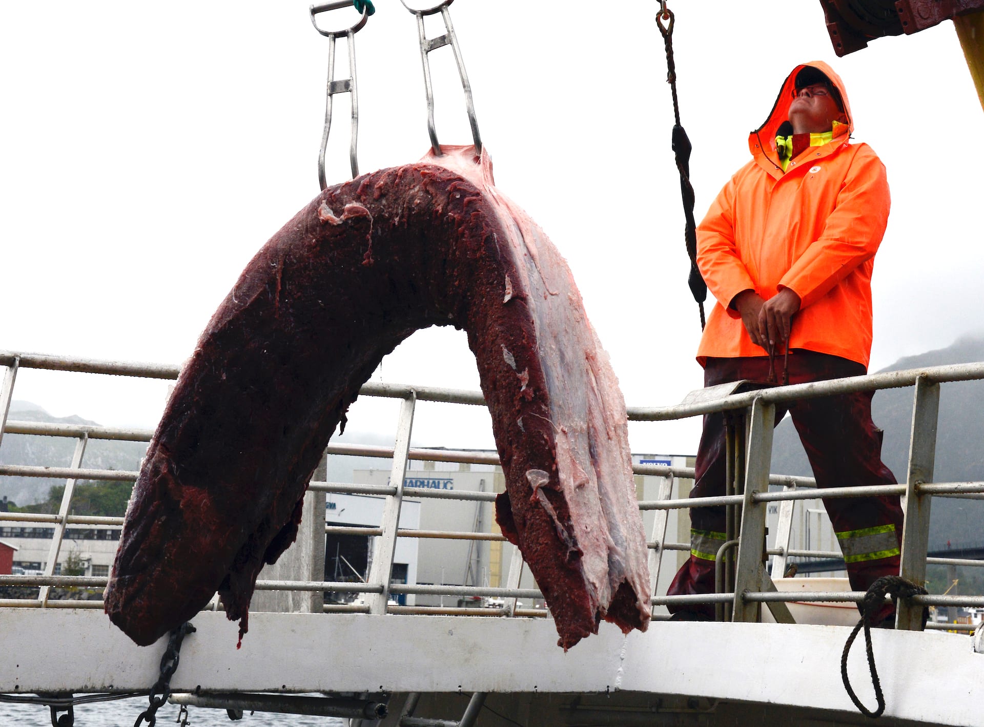 Myter og fakta om norsk hval- og selfangst - kystogfjord.no