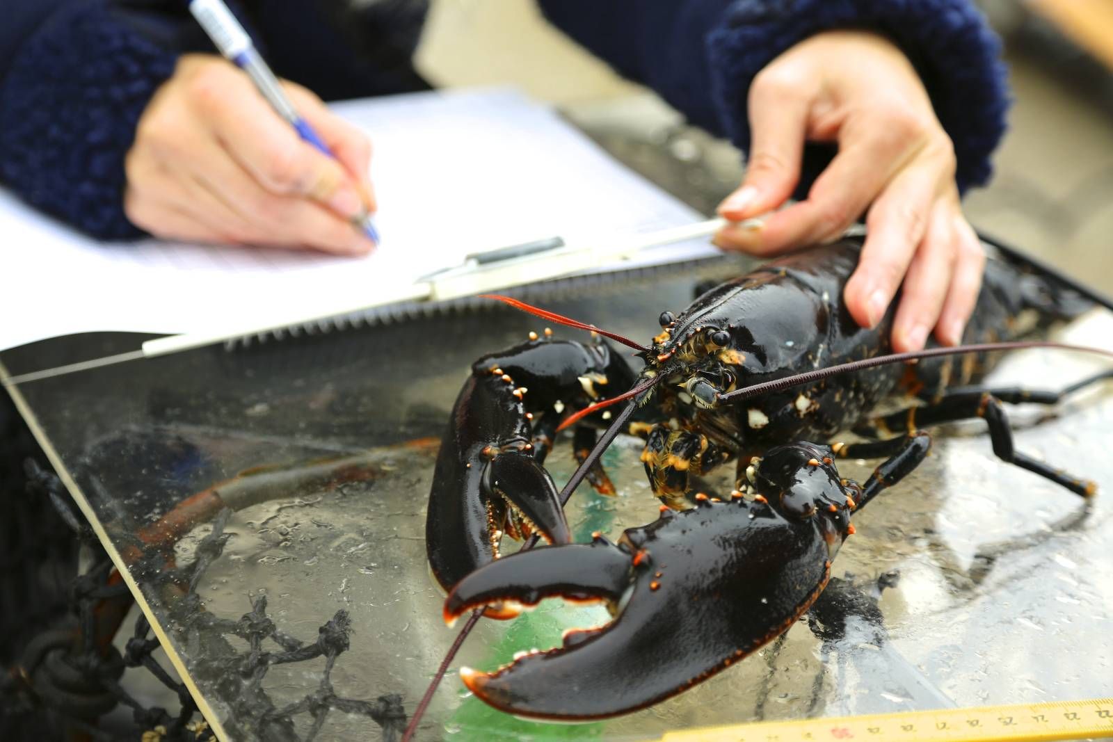 Se hvor stor hummer du kan få under årets fiske - fvn.no