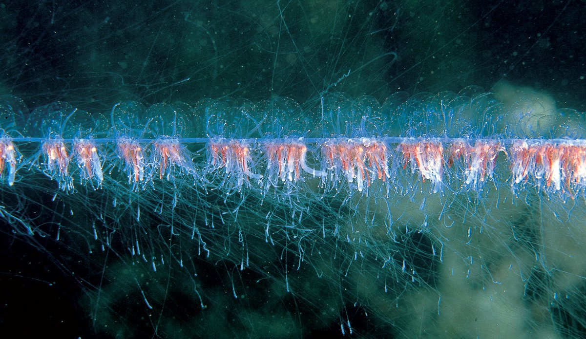 Livsfarlige maneter observert nær Nordlaks sine anlegg - vol.no