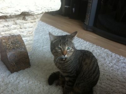 Lurven ble gjenforent med eier etter elleve måneder - adressa.no