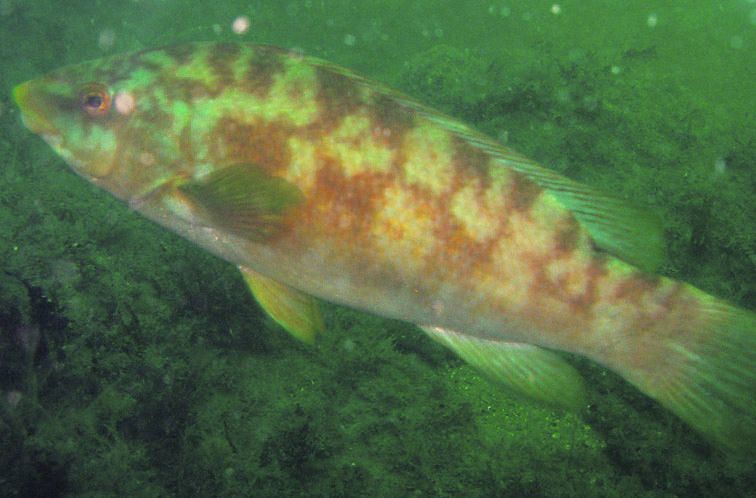Å fiske bergnebb, berggylte og blåstål - fvn.no
