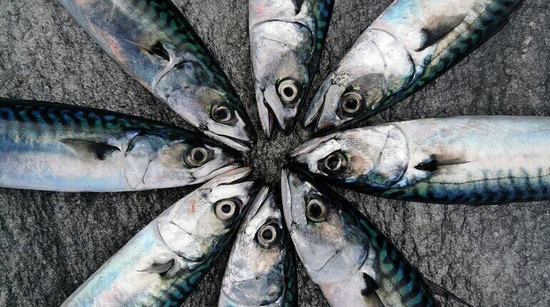 Labert til havs, bra inne ved kysten - kystogfjord.no