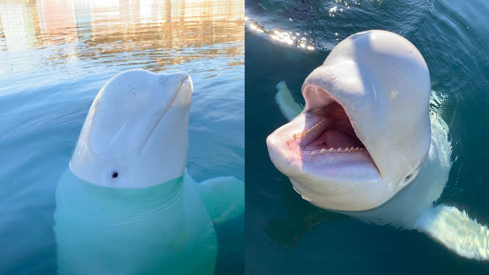 Ser om «Hvaldimir» tar til seg næring på egenhånd - vol.no