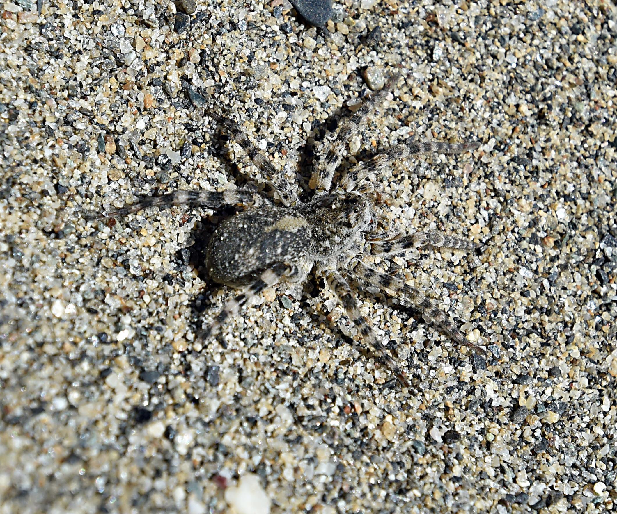 På sporet av ulveedderkoppen - adressa.no