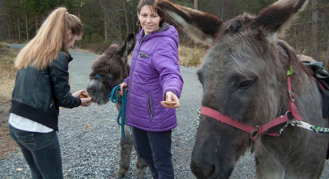 Tok med seg langøyra esel til Grov - sunnhordland.no Tok med seg langøyra esel til Grov - sunnhordland.no