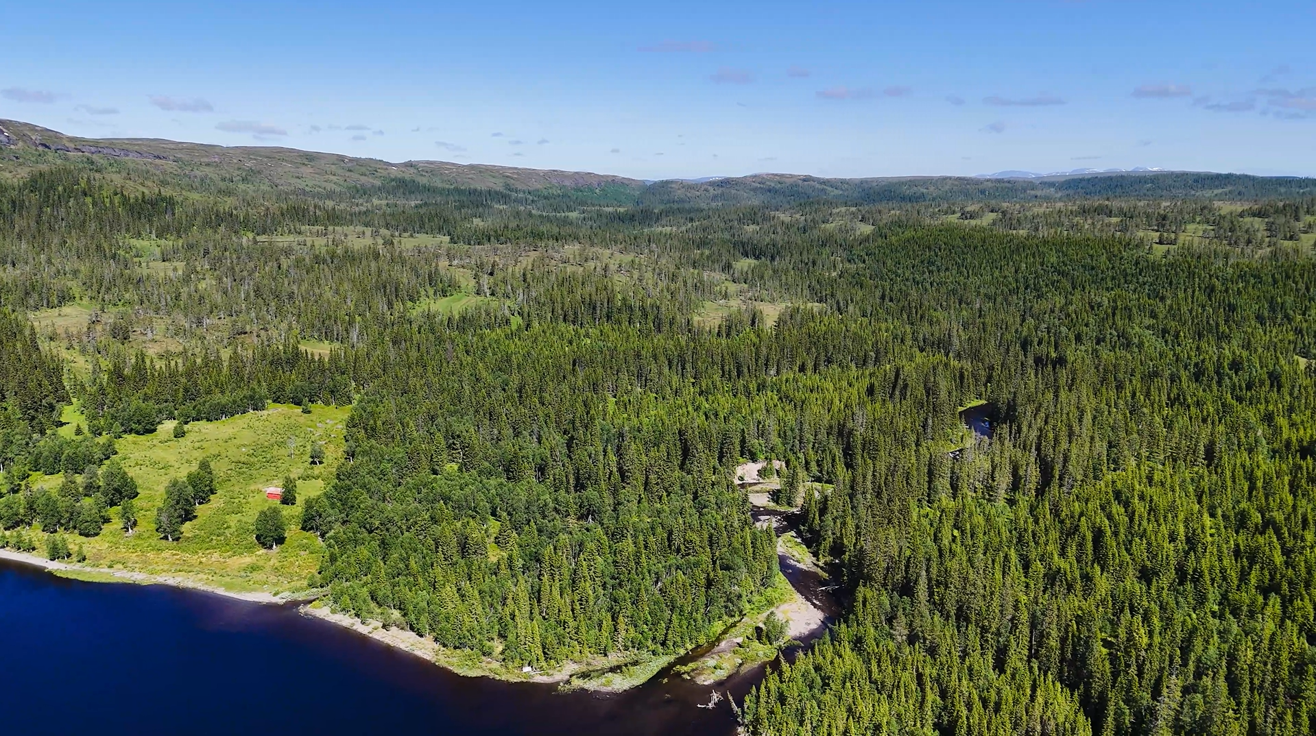 Her herjet bjørnen - jegere ute på leting - innherred.no