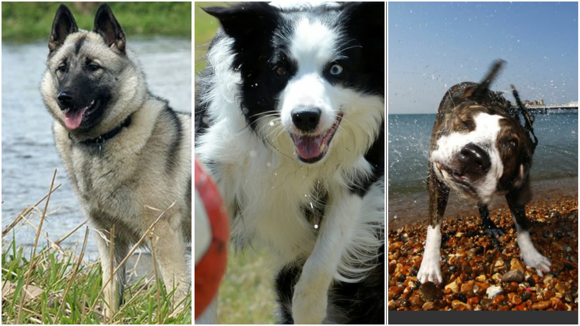 Dette er Norges mest populære hund - smp.no