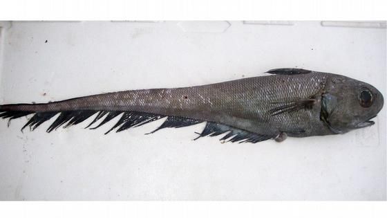 Får fiske skolest ved Grønland - kystogfjord.no