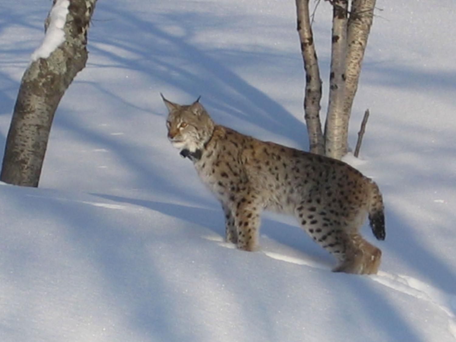 Gaupa kan gjemme seg hos naboen - framtidinord.no