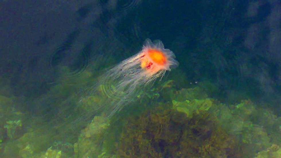 Brennmanetboom - banett.no