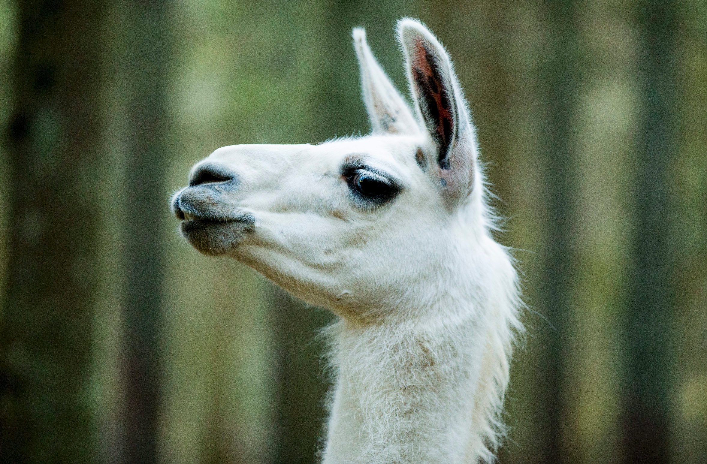 Lamaer på tur - opp.no