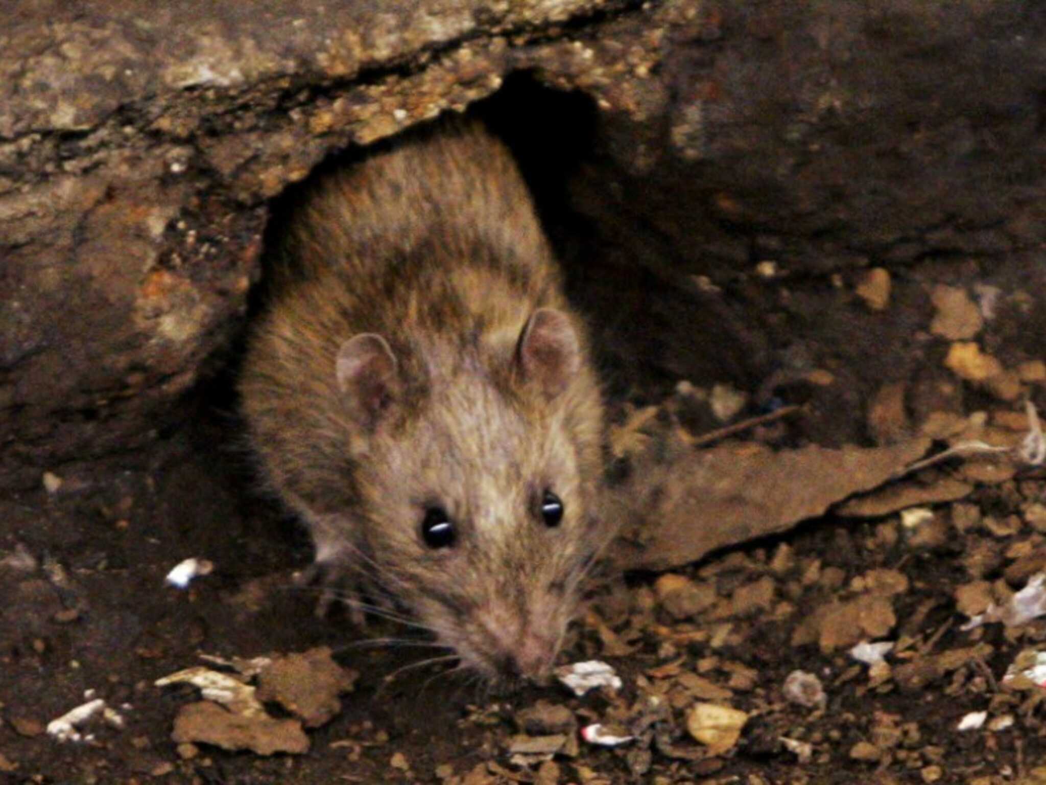 Slik unngår du å få rotter og mus i huset ditt i vinter - adressa.no