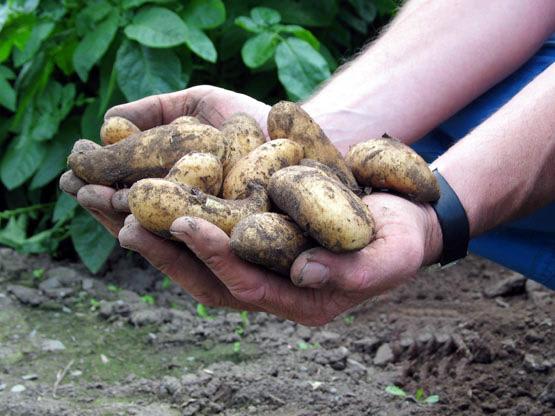 Mandelpotet lovbeskyttes - opp.no