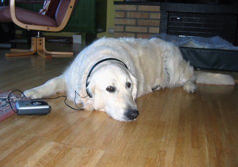 Ein hund etter Vikingarna - fjt.no