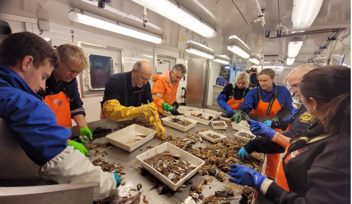 Varsler usikkert kvoteråd for lodda - kystogfjord.no