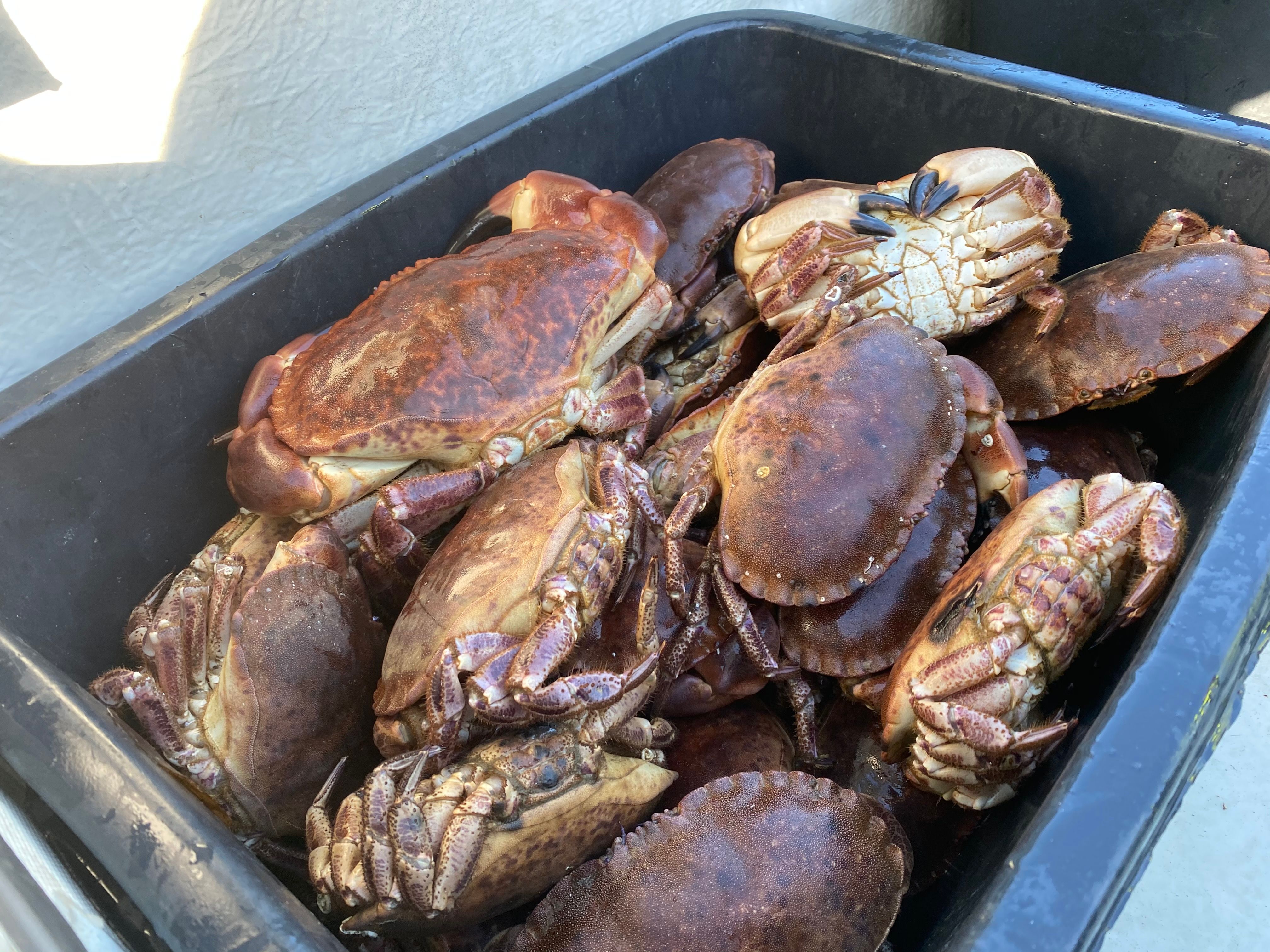 Forskarar åtvarar mot farleg krabbe etter å ha funne tungmetall i sju ...