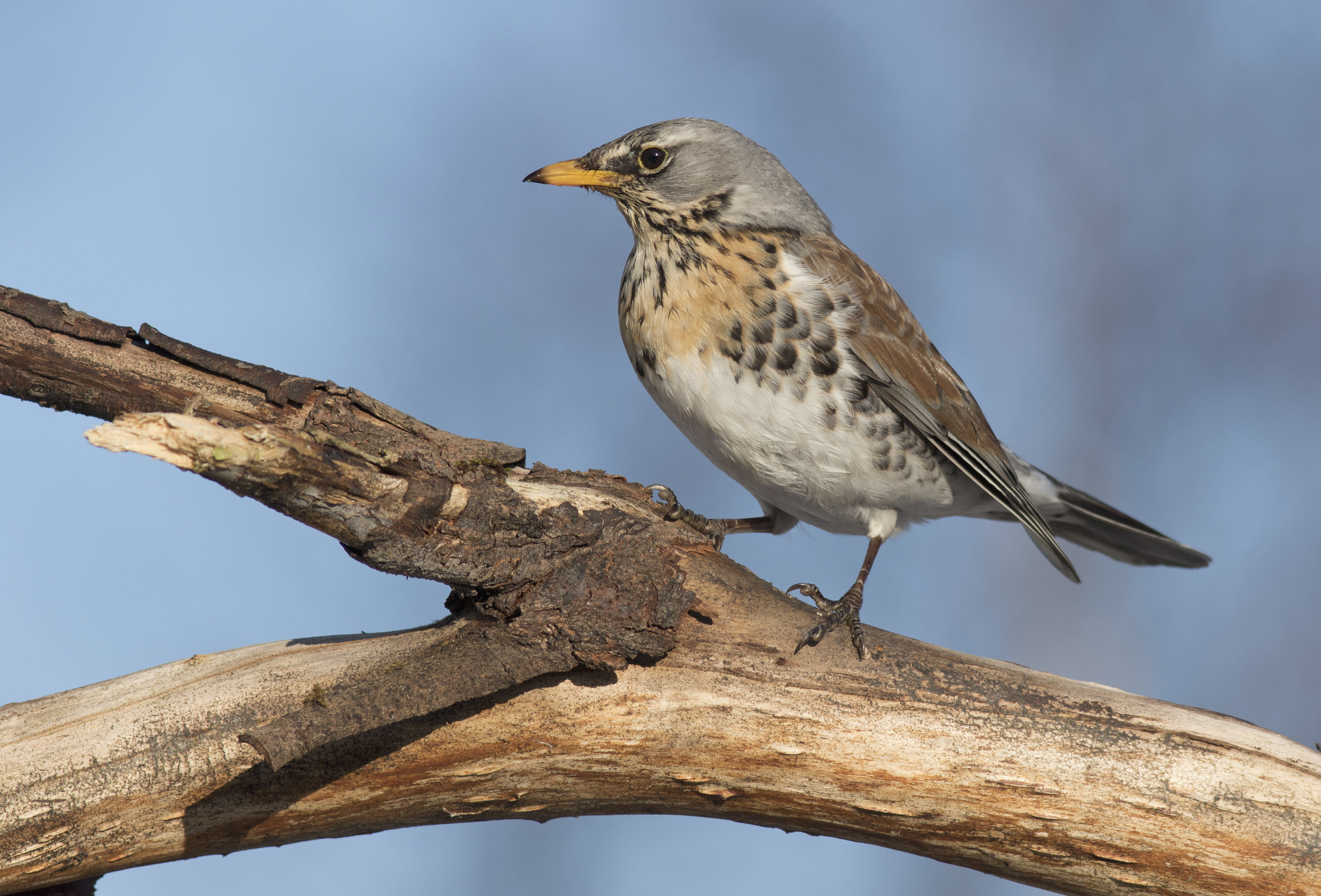 Trostefuglene i klar tilbakegang - smp.no