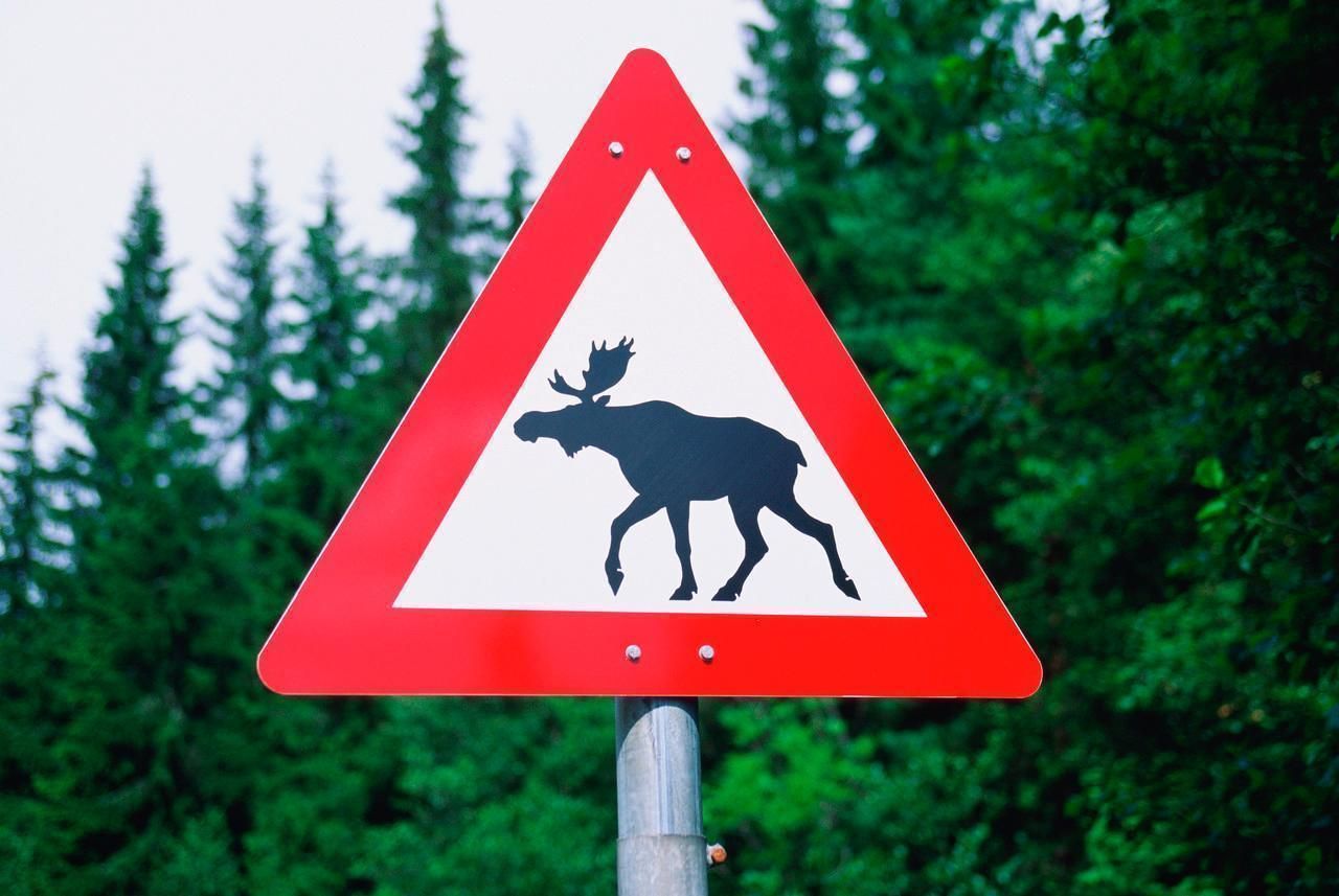 Bil mot elg - fjuken.no