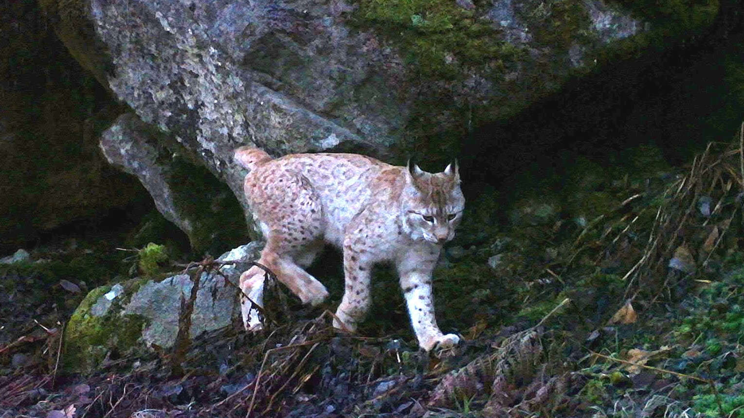 Sjeldent syn på Skiftenes: – Den sto og kikket rett på oss - gat.no