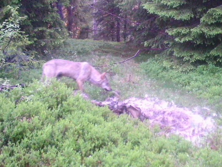 Ulven har lagt igjen døde sauer fra Midtre Gauldal til Heim ...