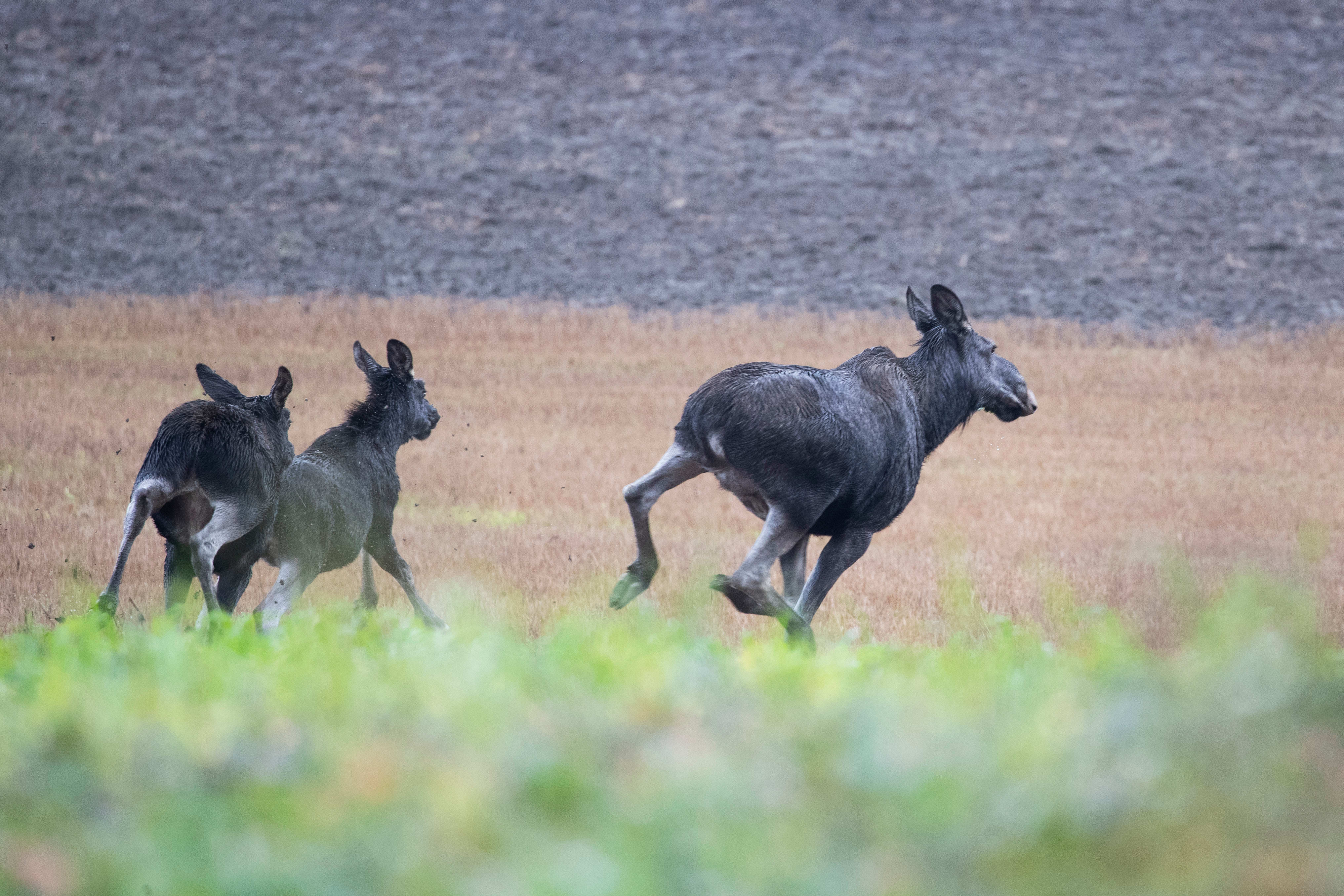 Forskning: Elg mest redd for menneskestemmer - banett.no