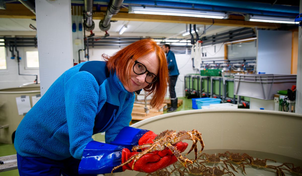 Småkrabber kan bli god butikk - kystogfjord.no Småkrabber kan bli god butikk - kystogfjord.no