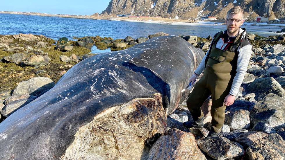 Enda en hval funnet død i Andøy - vol.no