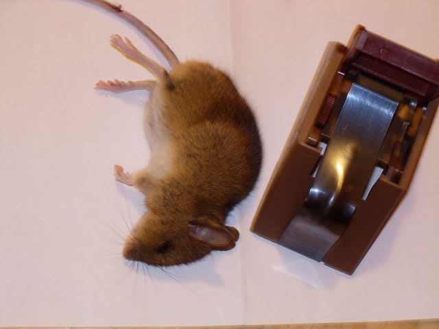 Mange er plaga av mus og rotter - vikebladet.no