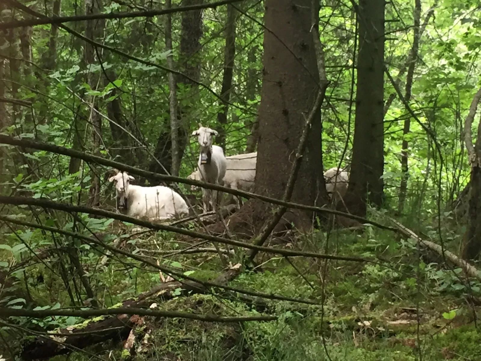 Geiter på beite i Hammersbukta - nearadio.no