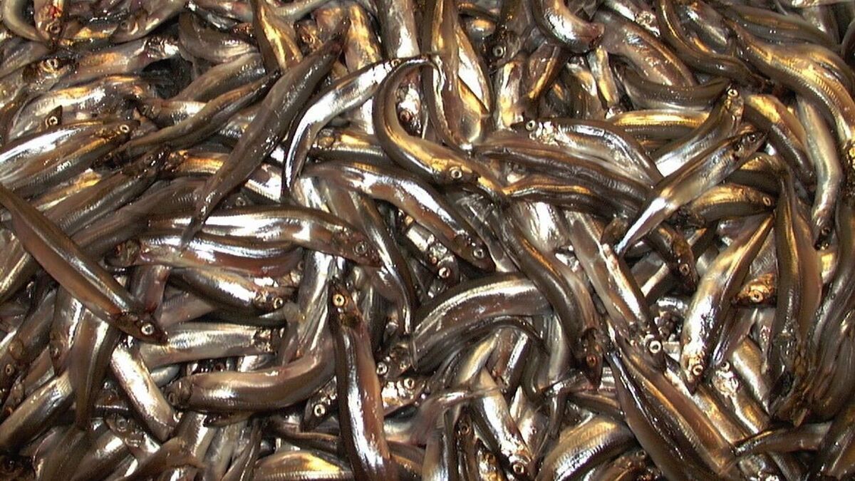 Havforskere anbefaler fiskestopp for lodde i 2026 - l-a.no