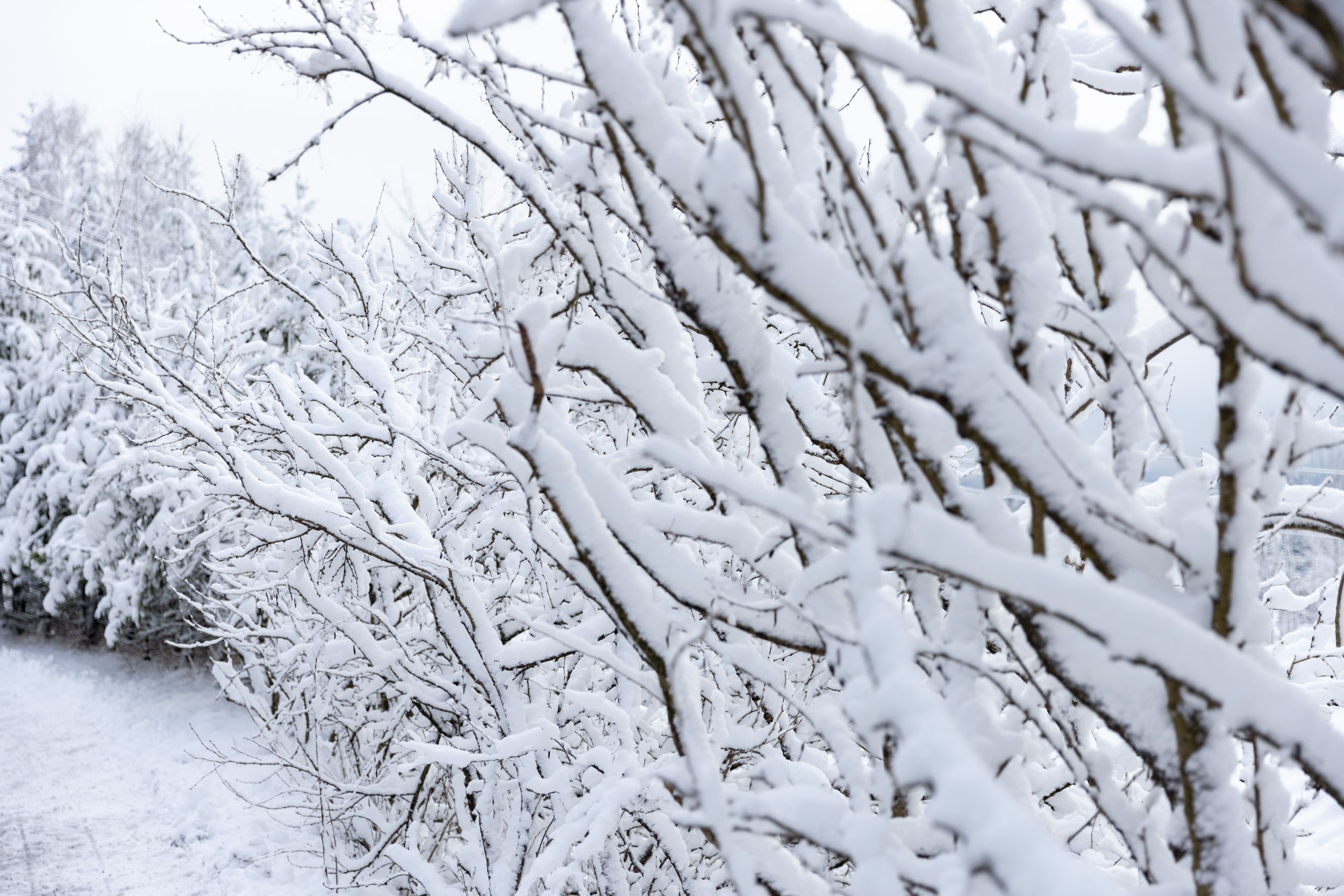 En uke til med stabilt, kaldt vær og snø