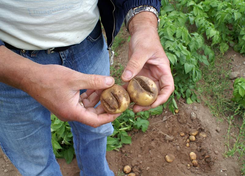 Tørkesommer - ht.no