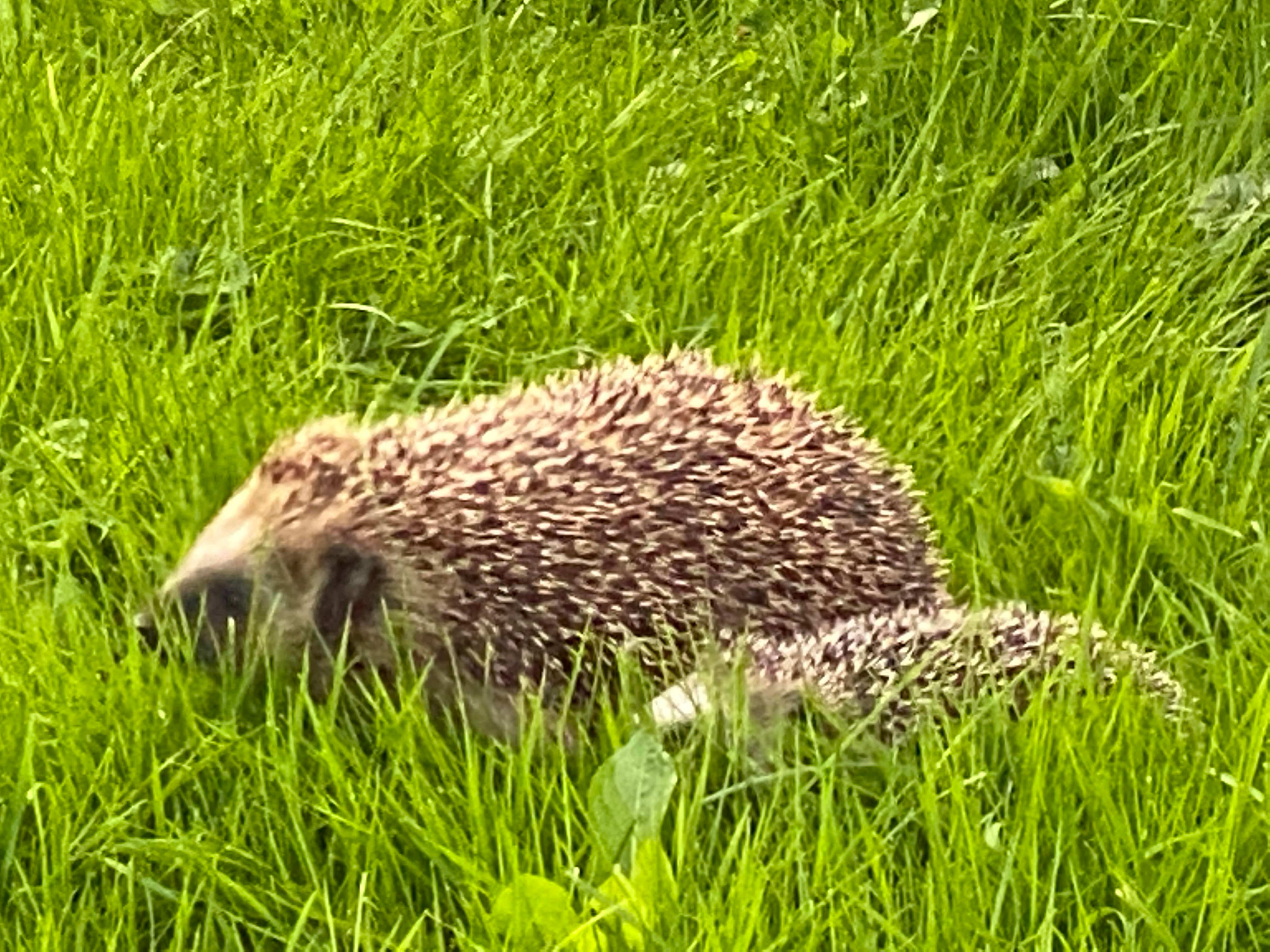 Bolla piggsvin med baby på boligfelt-tur - innherred.no