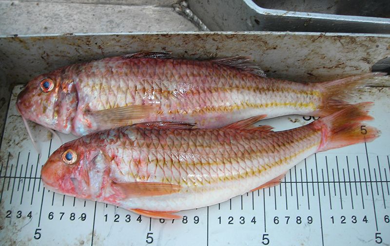 Har du fått en sjelden art på kroken? - kystogfjord.no